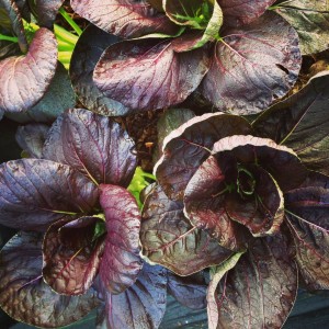 Vegetable and Herb Plants