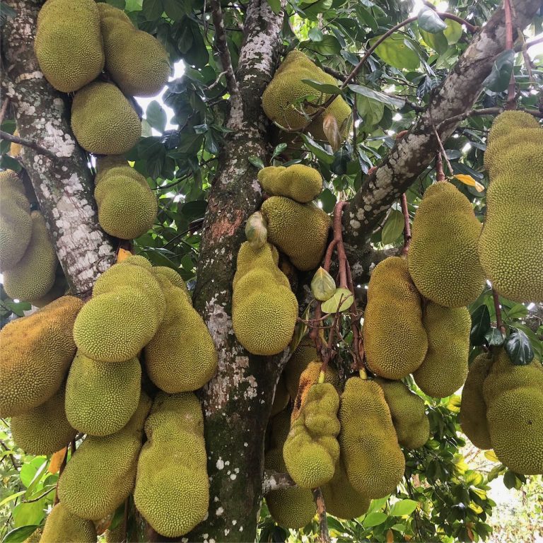 Fruit Trees