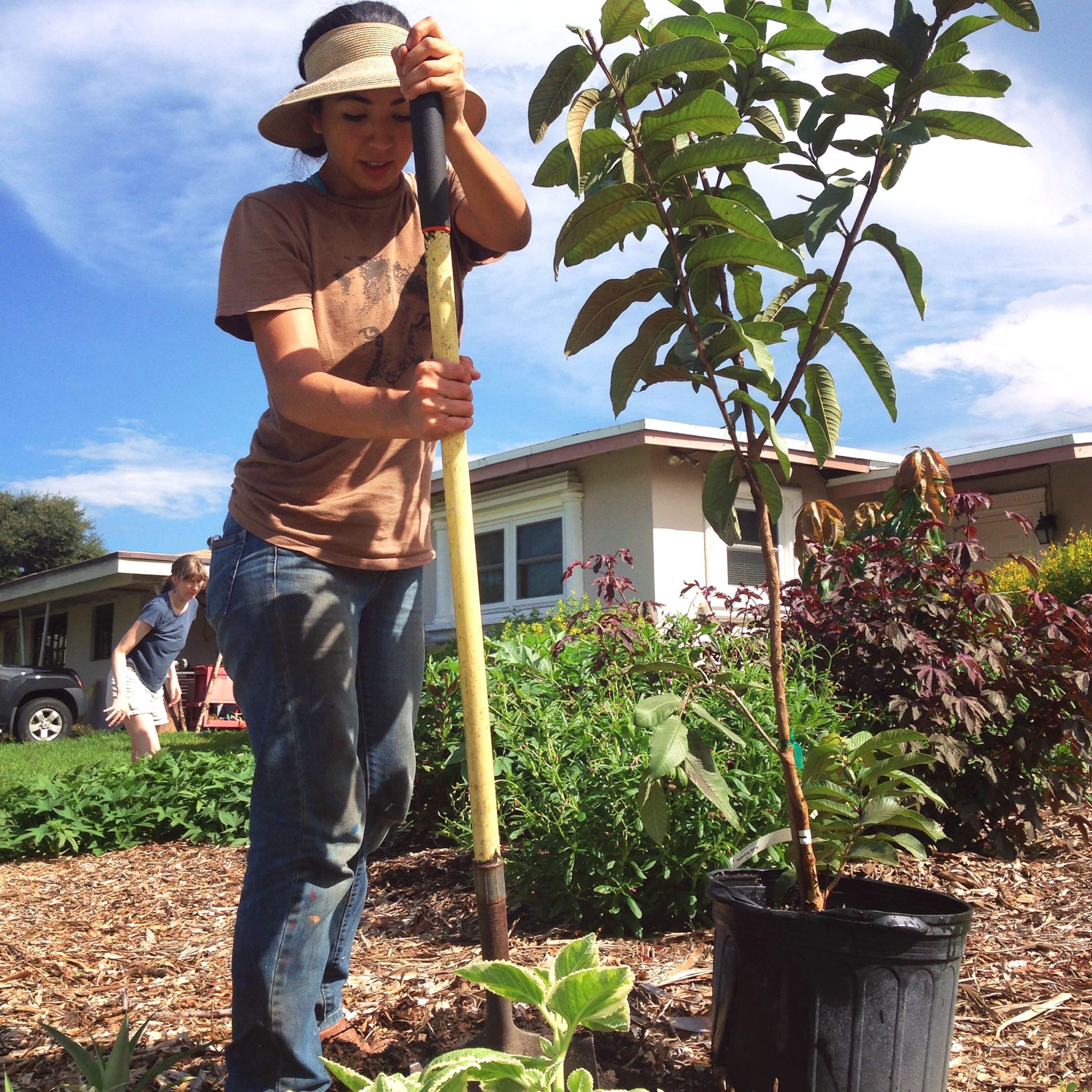 - Grow vegetable plants, herb plants and fruit trees in Miami and South ...